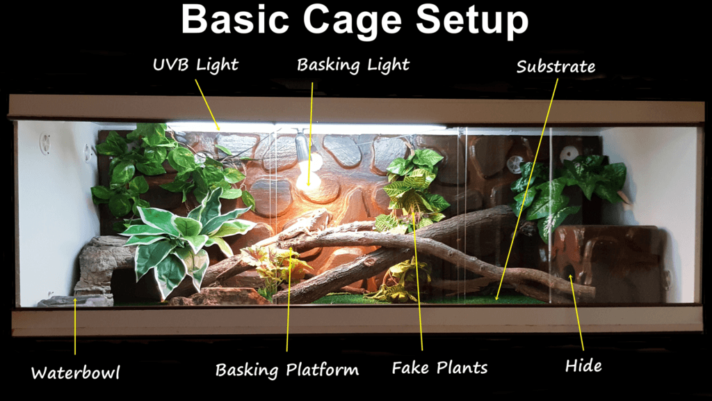 Bearded Dragon Setup - Types of Cages - Reptile Care