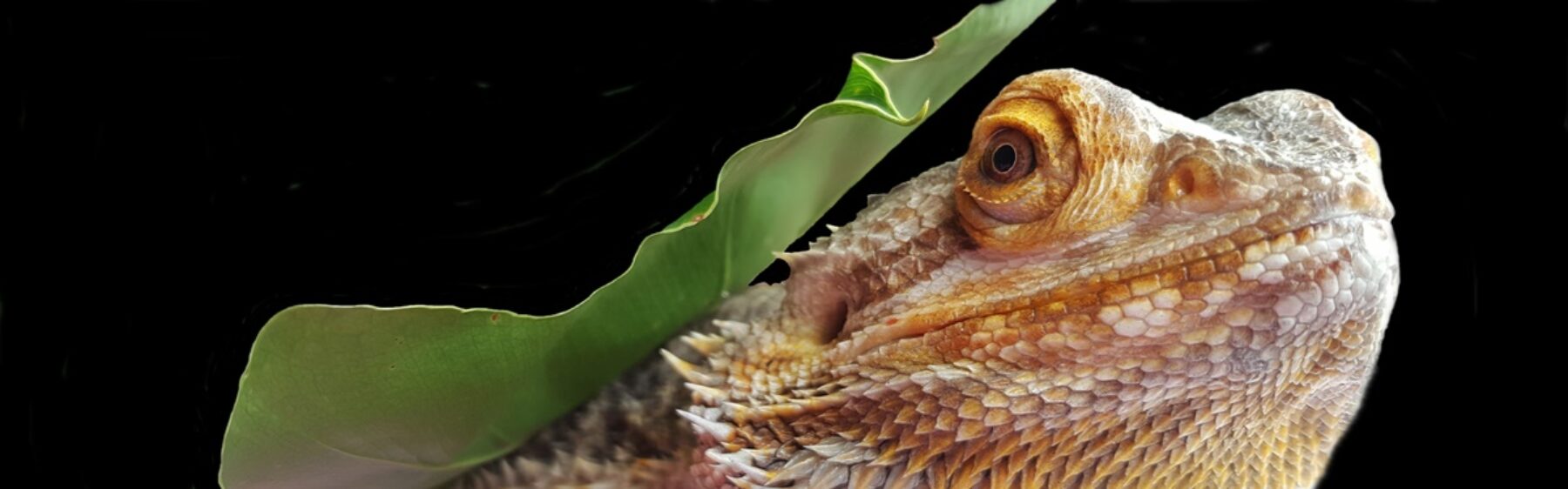 Caring For a Female Pregnant Bearded Dragon - Bearded Dragon Care