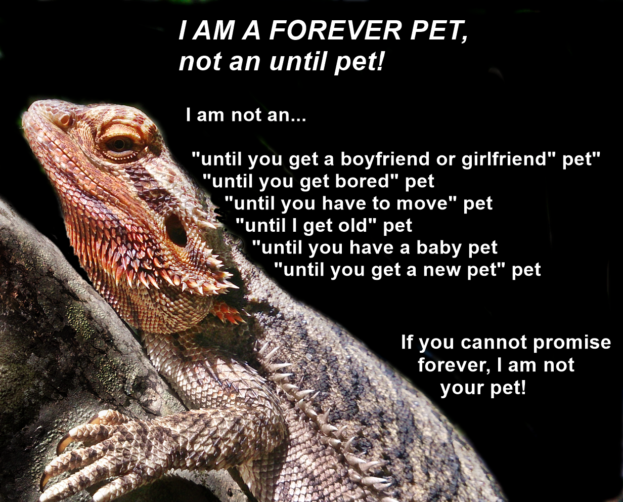 Bearded Dragon - Fatty Liver Disease - Reptile Care