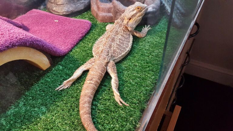 How to Care for a Sick Bearded Dragon - Reptile Care