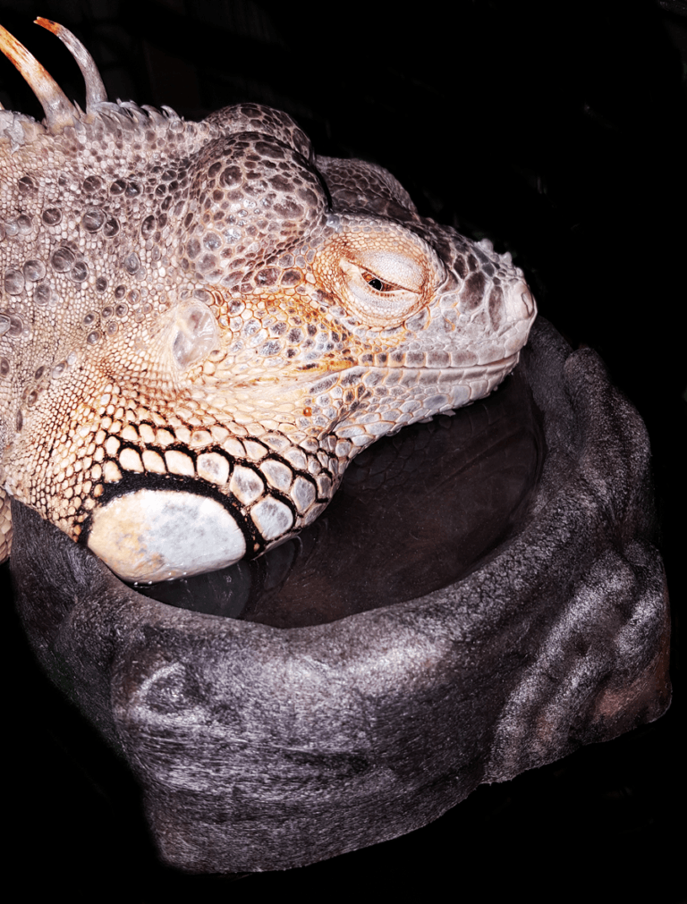 Iguana Habitat – Cage/Enclosure Setup - Reptile Care