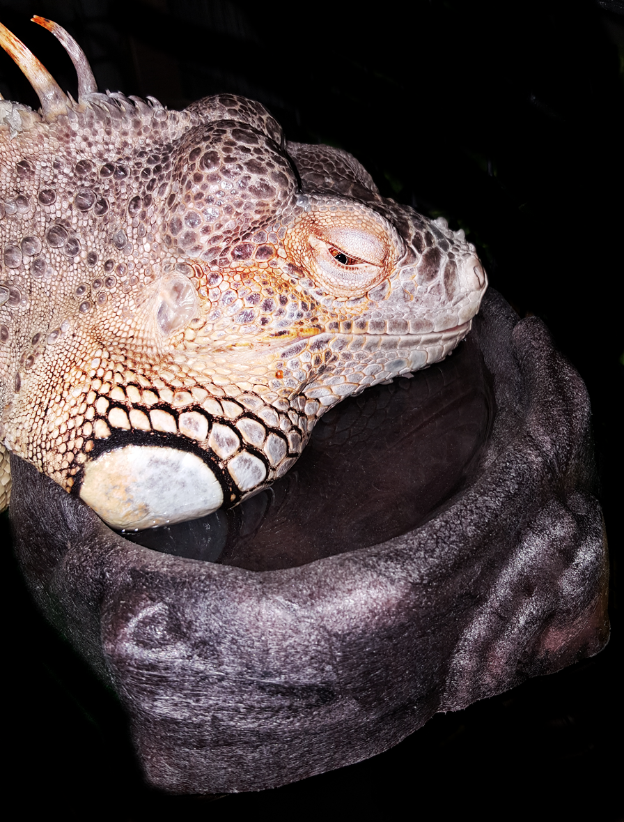 Iguana Habitat – Cage/Enclosure Setup - Reptile Care