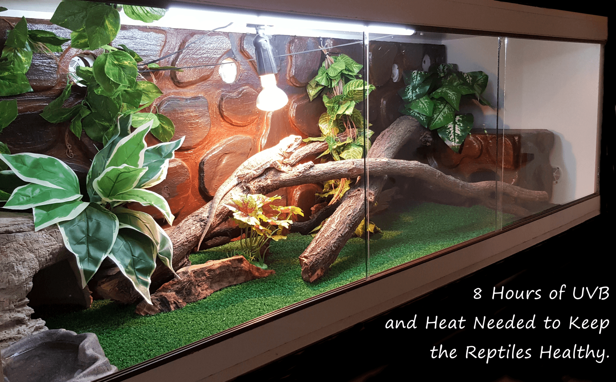 Bearded Dragon Setup - Substrates - Reptile Care