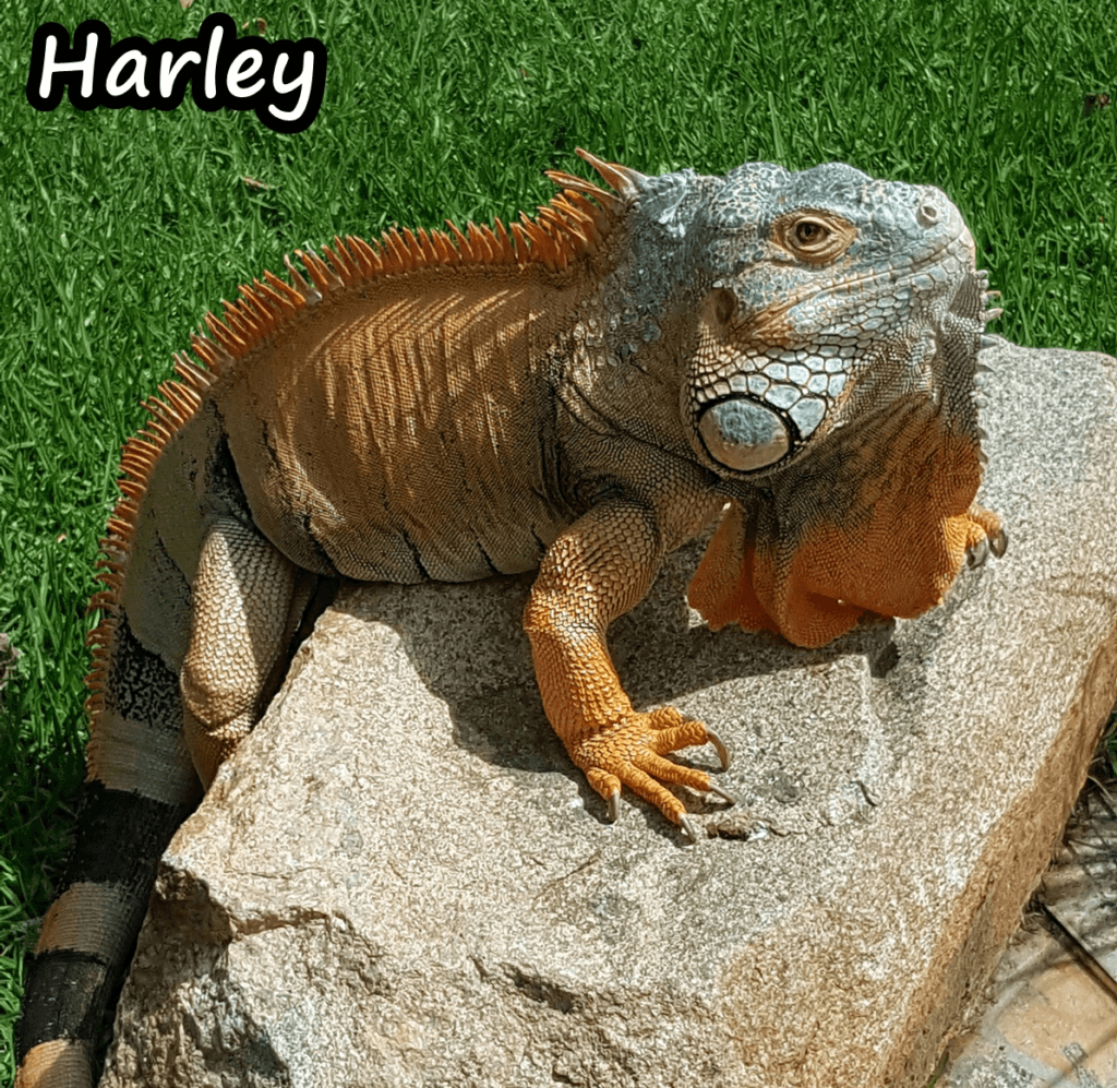 Different Types of Iguanas - Reptile Care