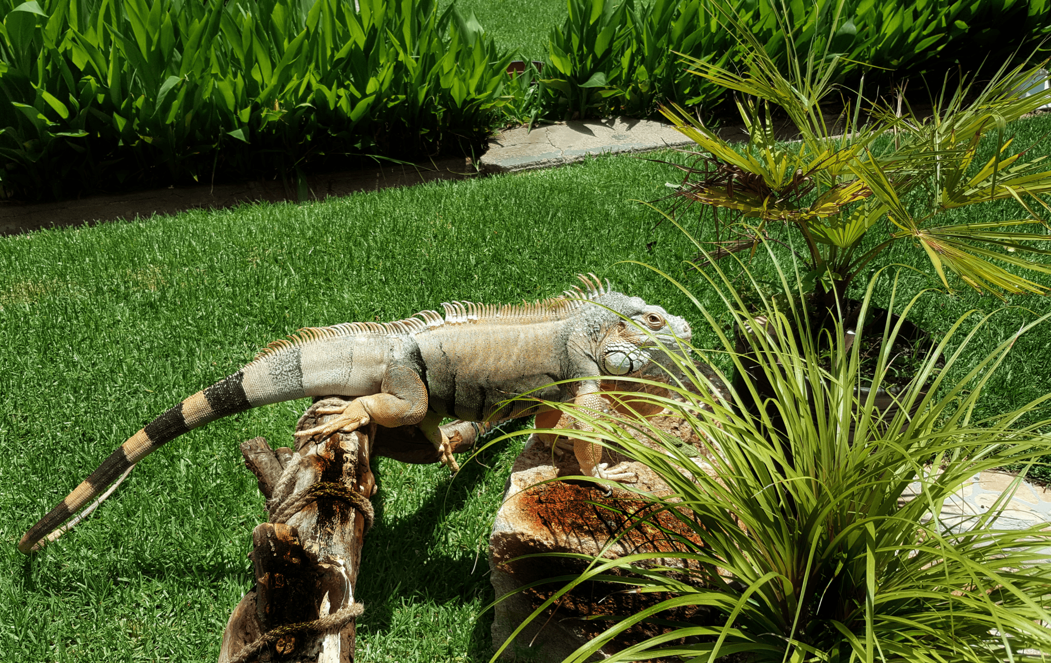 Iguanas as Pets: What to Consider - Reptile Care