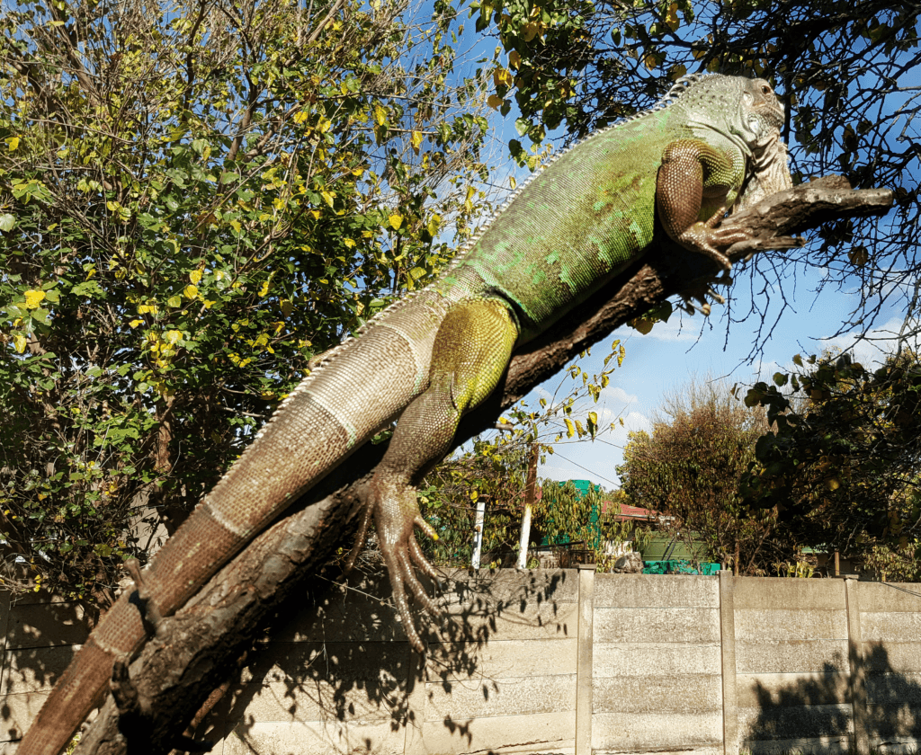 Iguana Habitat – Cage/Enclosure Setup - Reptile Care