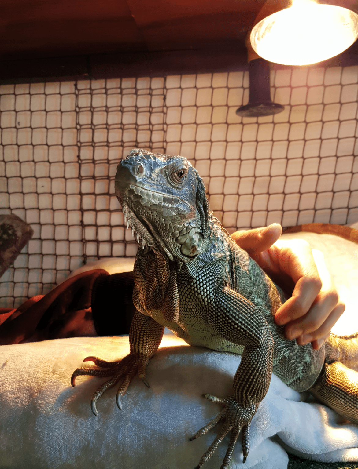 Iguana Habitat – Cage/Enclosure Setup - Reptile Care