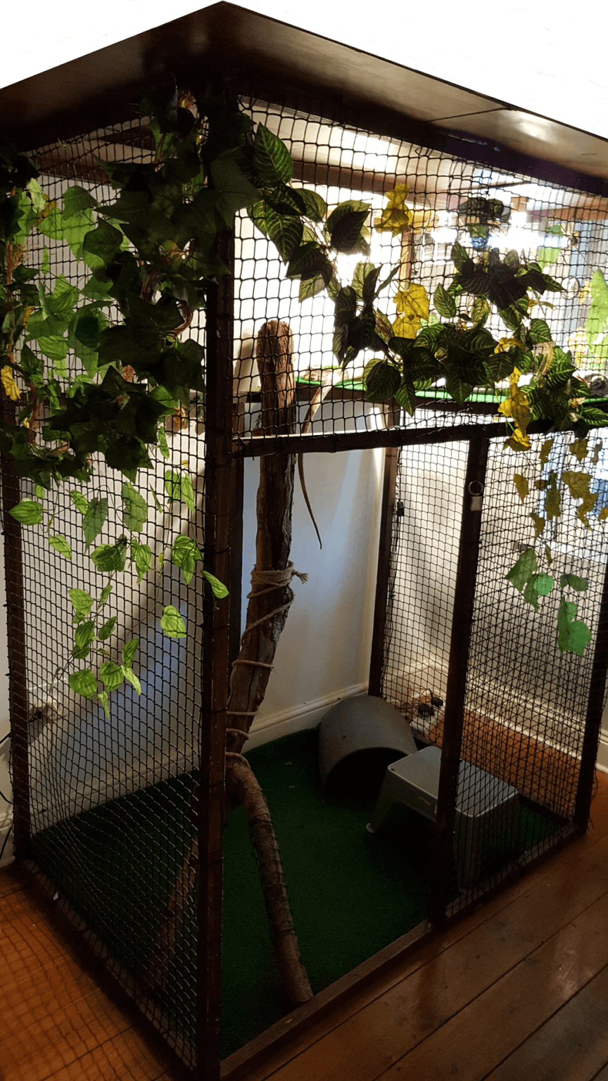 Iguana Habitat – Cage/Enclosure Setup - Reptile Care