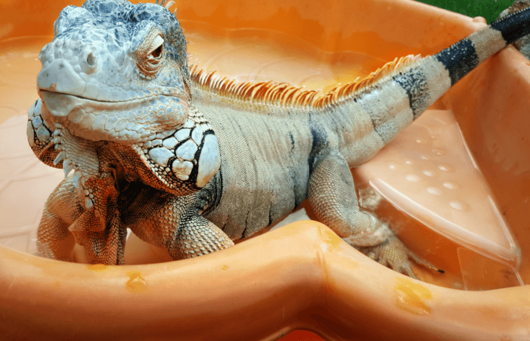 Iguana Habitat – Cage/Enclosure Setup - Reptile Care