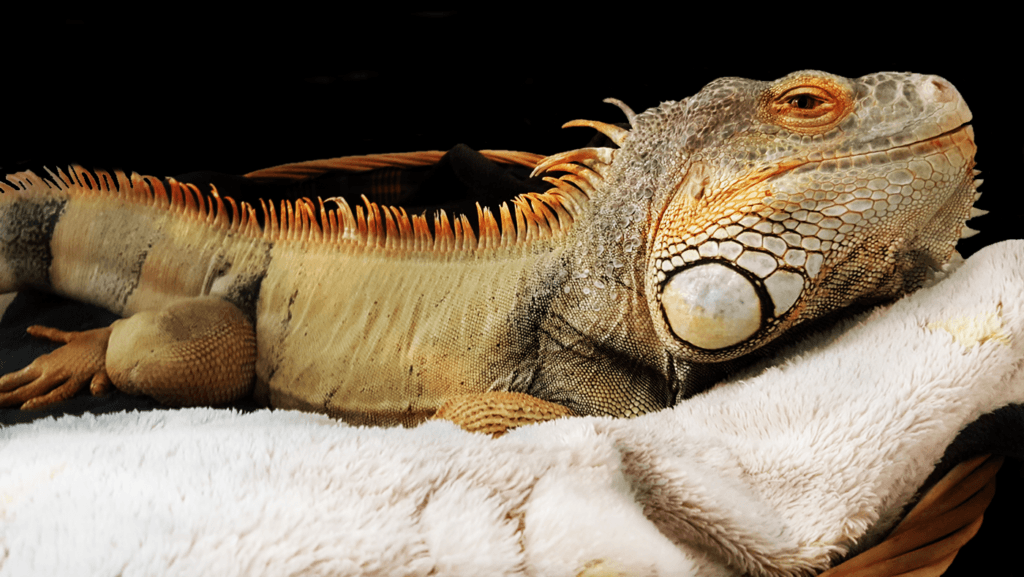 Health of Your Iguana - Reptile Care
